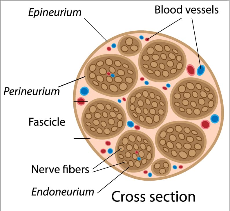 Improve your life by learning about peripheral nerves - Global Nerve ...